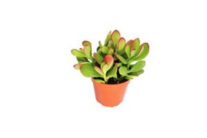 crassula ovata (sunset jade) -4'' from california tropicals