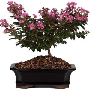 Crape Myrtle Bonsai Tree Seeds - 20 Seeds - Exotic Bark and Flowering Bonsai Tree Seeds