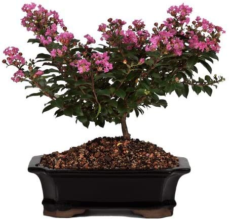 Crape Myrtle Bonsai Tree Seeds - 20 Seeds - Exotic Bark and Flowering Bonsai Tree Seeds