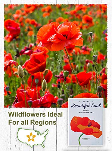 American Meadows Wildflower Seed Packets "Celebrate a Beautiful Soul" Memorial Favors (Pack of 20) - Red Poppy Seed Mix, Favors for Funerals, Wakes, Viewings, Visitations, Memorial Services