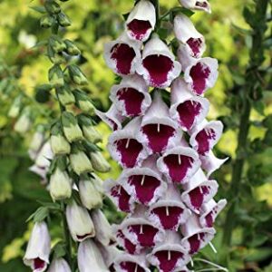 NIKA SEEDS - Flowers Purple Foxglove Digitalis Mix Perennial - 600 Seeds