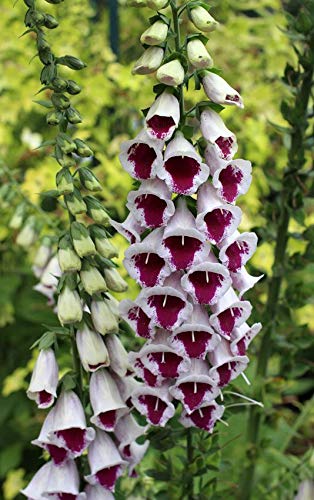 NIKA SEEDS - Flowers Purple Foxglove Digitalis Mix Perennial - 600 Seeds