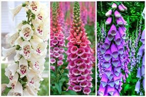 nika seeds - flowers purple foxglove digitalis mix perennial - 600 seeds