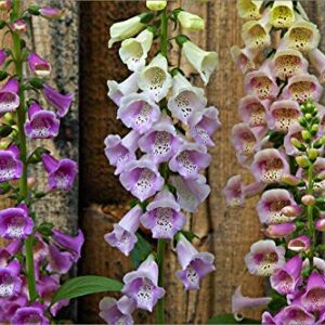 NIKA SEEDS - Flowers Purple Foxglove Digitalis Mix Perennial - 600 Seeds