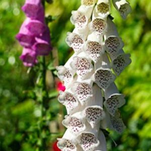 NIKA SEEDS - Flowers Purple Foxglove Digitalis Mix Perennial - 600 Seeds