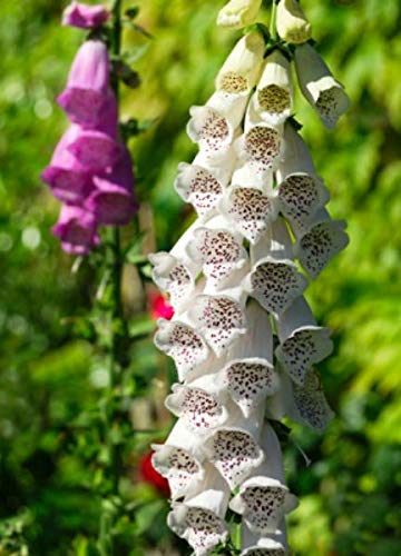 NIKA SEEDS - Flowers Purple Foxglove Digitalis Mix Perennial - 600 Seeds