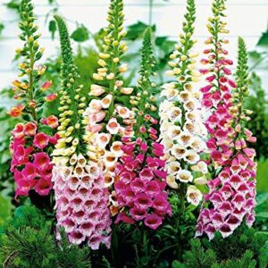 NIKA SEEDS - Flowers Purple Foxglove Digitalis Mix Perennial - 600 Seeds