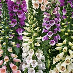 NIKA SEEDS - Flowers Purple Foxglove Digitalis Mix Perennial - 600 Seeds