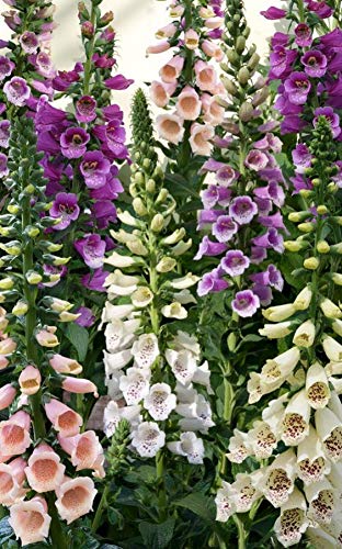 NIKA SEEDS - Flowers Purple Foxglove Digitalis Mix Perennial - 600 Seeds