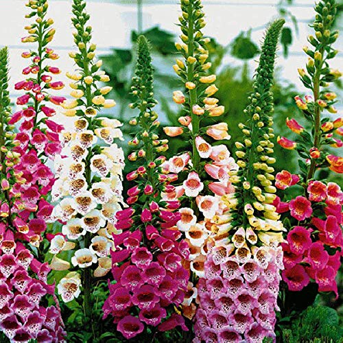 NIKA SEEDS - Flowers Purple Foxglove Digitalis Mix Perennial - 600 Seeds