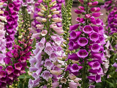 NIKA SEEDS - Flowers Purple Foxglove Digitalis Mix Perennial - 600 Seeds