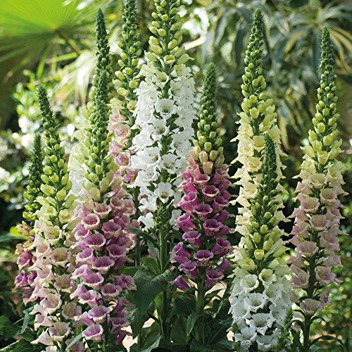 NIKA SEEDS - Flowers Purple Foxglove Digitalis Mix Perennial - 600 Seeds