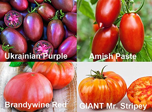 This is A Mix!!! 30+ Rainbow Deluxe Tomato Seeds Mix 16 Varieties, Heirloom Non-GMO, Indeterminate, Old German, Chocolate Stripes, Ukrainian Purple, Amish Paste USA