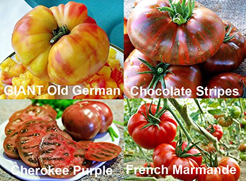 This is A Mix!!! 30+ Rainbow Deluxe Tomato Seeds Mix 16 Varieties, Heirloom Non-GMO, Indeterminate, Old German, Chocolate Stripes, Ukrainian Purple, Amish Paste USA