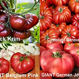 This is A Mix!!! 30+ Rainbow Deluxe Tomato Seeds Mix 16 Varieties, Heirloom Non-GMO, Indeterminate, Old German, Chocolate Stripes, Ukrainian Purple, Amish Paste USA