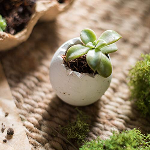 Egg Shell Succulent Flowerpot Desktop Stand Small Succulent Pots Bonsai Pots Planters for Indoor Plants Porcelain Plant Pots Flower Decor Concrete Nursery Earth Tones Office