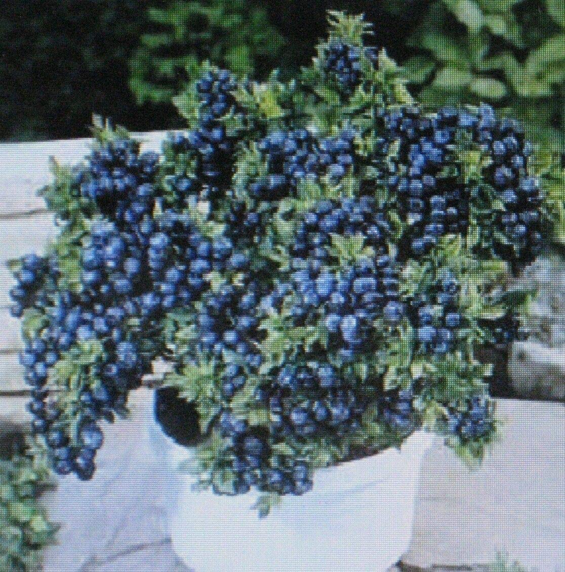 Dwarf - Top Hat - Loads of Fruit - Beautiful in Containers - Bonsai Specimen tyn3sw (100 Seeds)