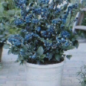 Dwarf - Top Hat - Loads of Fruit - Beautiful in Containers - Bonsai Specimen tyn3sw (100 Seeds)