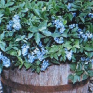 Dwarf - Top Hat - Loads of Fruit - Beautiful in Containers - Bonsai Specimen tyn3sw (100 Seeds)