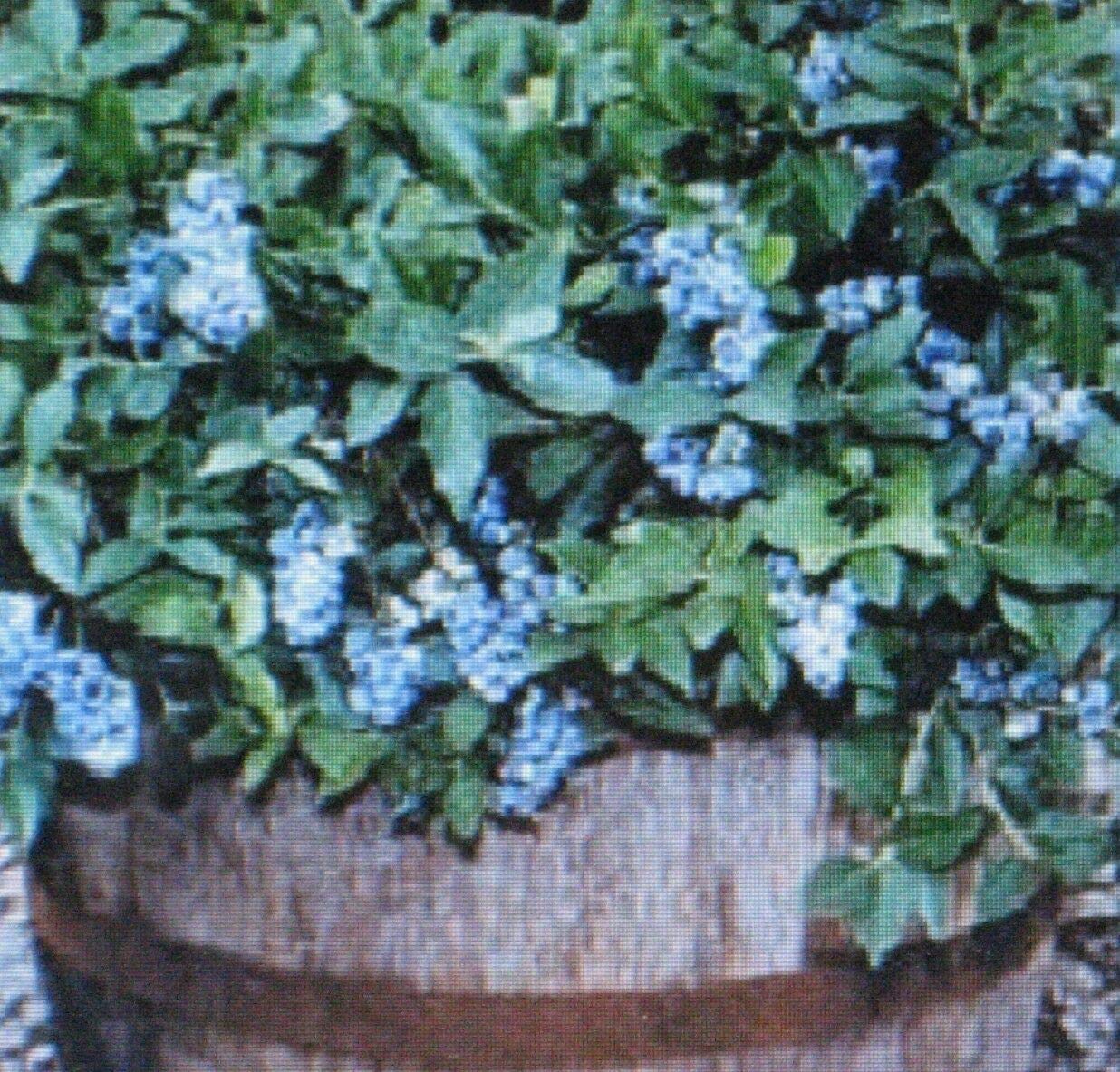 Dwarf - Top Hat - Loads of Fruit - Beautiful in Containers - Bonsai Specimen tyn3sw (100 Seeds)