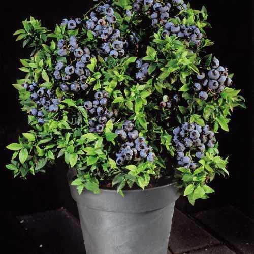 Dwarf - Top Hat - Loads of Fruit - Beautiful in Containers - Bonsai Specimen tyn3sw (100 Seeds)