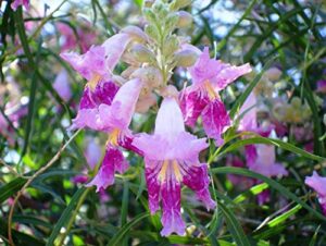 desert willow tree seeds - 25+ seeds to grow - beautiful flowering willow tree