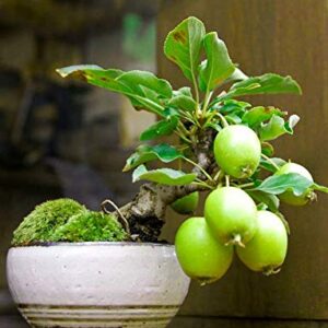 Guava Fruit Bonsai Tree Seeds - 50 Seeds to Grow - Exotic and Delicious Tropical Fruit. Great for Live Indoor Bonsai Tree - Fruit Seed for Sewing