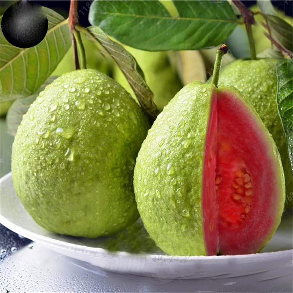 Guava Fruit Bonsai Tree Seeds - 50 Seeds to Grow - Exotic and Delicious Tropical Fruit. Great for Live Indoor Bonsai Tree - Fruit Seed for Sewing