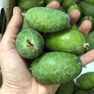 Guava Fruit Bonsai Tree Seeds - 50 Seeds to Grow - Exotic and Delicious Tropical Fruit. Great for Live Indoor Bonsai Tree - Fruit Seed for Sewing