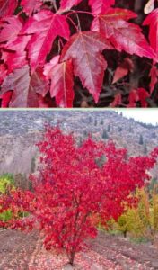 seeds - flame amur maple, acer ginnala flame, tree 30 seeds (fall color, hardy, bonsai), tree, flower, fruit, (ynks) seeds