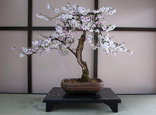 Bonsai Seed Bundle #3 - Japanese Red Maple, Black Cherry, Tree of Life Seeds Bundle Ships from Iowa, USA