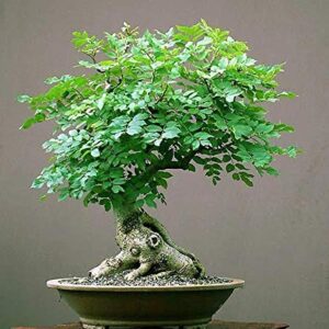 Bonsai Seed Bundle #3 - Japanese Red Maple, Black Cherry, Tree of Life Seeds Bundle Ships from Iowa, USA