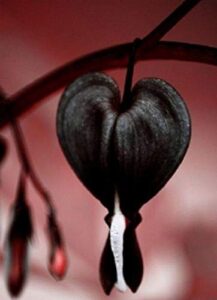 seeds - 25 black bleeding heart seeds flowers perennial shade flower seed, flowering seeds