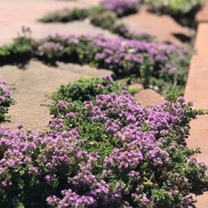 200pcs creeping thyme bonsai, rare color rock cress plant perennial ground cover flower natural growth for home garden - (color: colour a3)