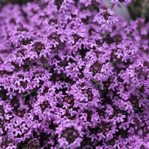 200pcs Creeping Thyme Bonsai, Rare Color Rock CRESS Plant Perennial Ground Cover Flower Natural Growth for Home Garden - (Color: Colour A3)