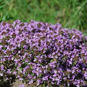 200pcs Creeping Thyme Bonsai, Rare Color Rock CRESS Plant Perennial Ground Cover Flower Natural Growth for Home Garden - (Color: Colour A3)