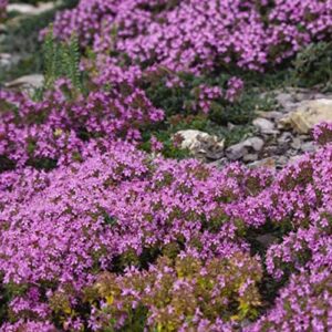 200pcs Creeping Thyme Bonsai, Rare Color Rock CRESS Plant Perennial Ground Cover Flower Natural Growth for Home Garden - (Color: Colour A3)