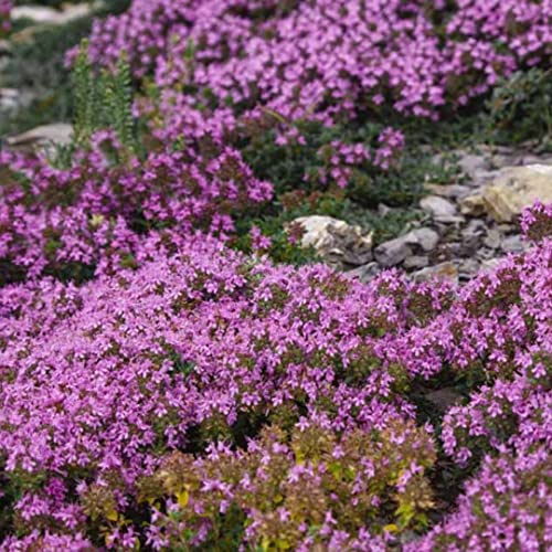 200pcs Creeping Thyme Bonsai, Rare Color Rock CRESS Plant Perennial Ground Cover Flower Natural Growth for Home Garden - (Color: Colour A3)