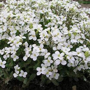 200pcs Creeping Thyme Bonsai, Rare Color Rock CRESS Plant Perennial Ground Cover Flower Natural Growth for Home Garden - (Color: Colour Mix)