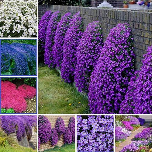 200pcs Creeping Thyme Bonsai, Rare Color Rock CRESS Plant Perennial Ground Cover Flower Natural Growth for Home Garden - (Color: Colour Mix)