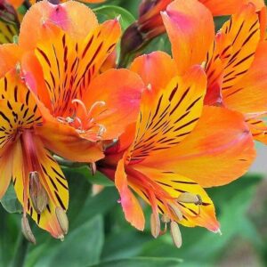 10+ Mix Canna Lily Seeds Peruvian Dr Salters Flower Flowers