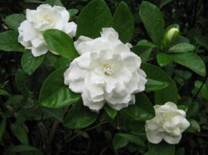 100+ cape jasmine seeds white jasmine bonsai plants flowers home garden