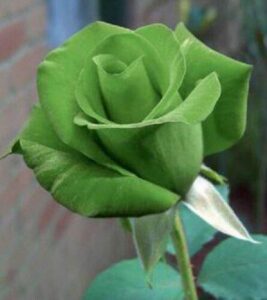 20+ green rose rosa flowers seeds bush shrub perennial flower