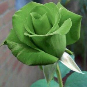 20+ Green Rose Rosa Flowers Seeds Bush Shrub Perennial Flower