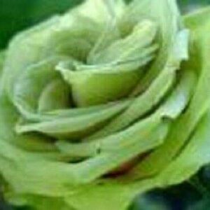 20+ Green Rose Rosa Flowers Seeds Bush Shrub Perennial Flower