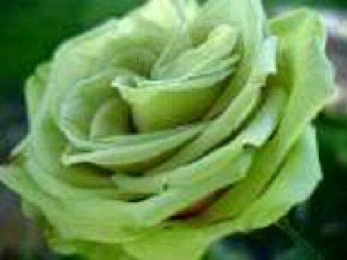 20+ Green Rose Rosa Flowers Seeds Bush Shrub Perennial Flower