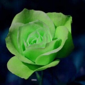 20+ Green Rose Rosa Flowers Seeds Bush Shrub Perennial Flower