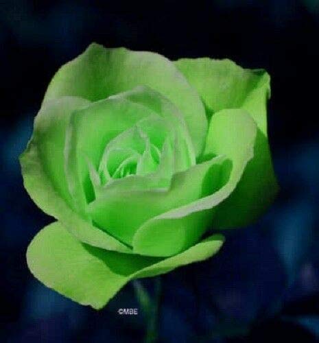 20+ Green Rose Rosa Flowers Seeds Bush Shrub Perennial Flower