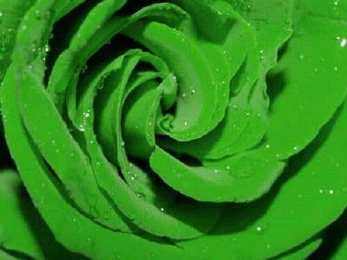 20+ Green Rose Rosa Flowers Seeds Bush Shrub Perennial Flower