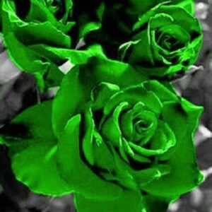 20+ Green Rose Rosa Flowers Seeds Bush Shrub Perennial Flower